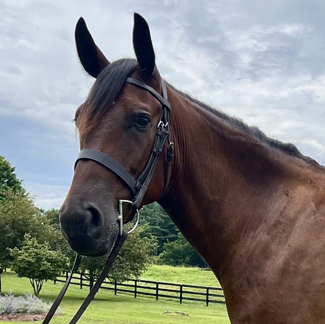 Diane Crump, Equine Sales - Willow Run Roger